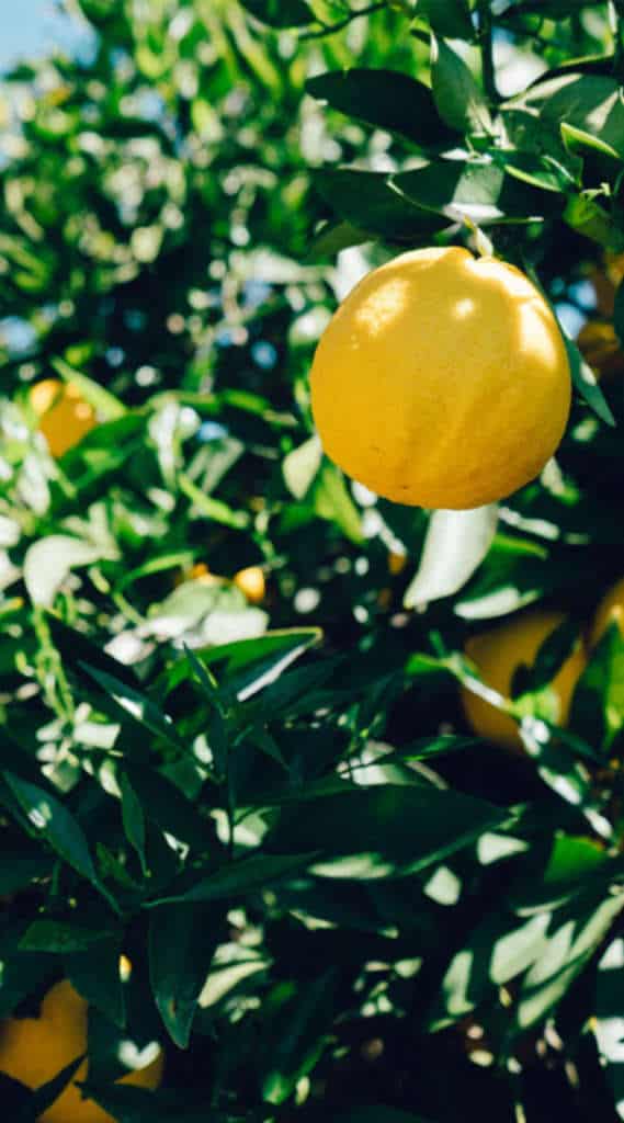 Fragrances | Fresh Products