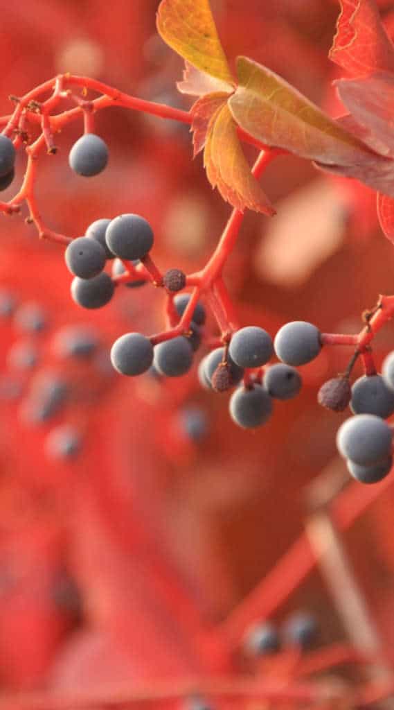 Fragrances | Fresh Products